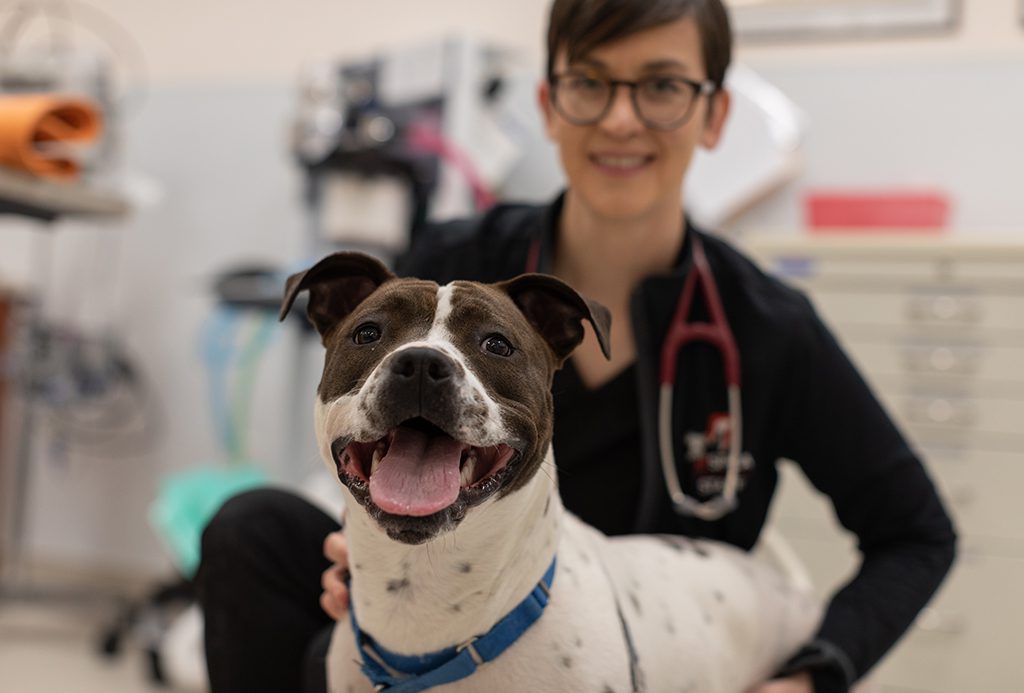 Sweater Hound - Custom Sweaters For Adoring Humans